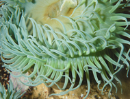 Lesson 02: Sea Creatures and Reptiles – EWE – Easy World Of English